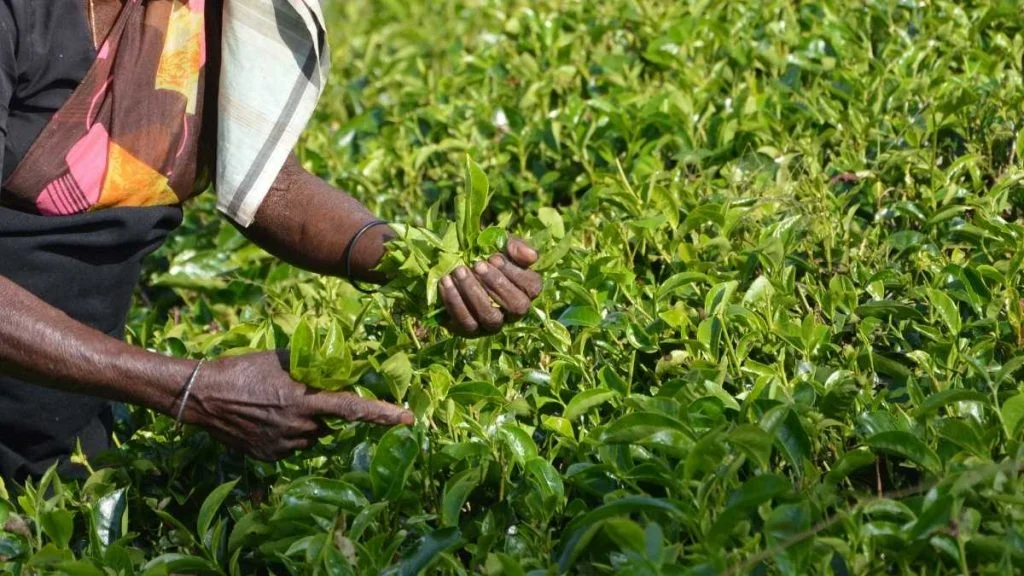 Sustainable Ethos of Ceylon Tea - Love Ceylon Tea
