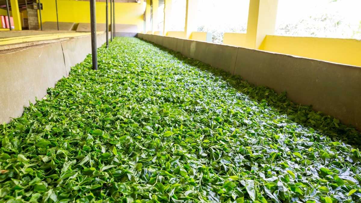 Exploring The Flavors In Ceylon Tea - Love Ceylon Tea
