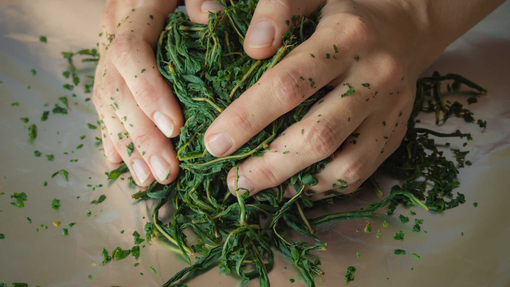 Rolling & Shaping - Love Ceylon Tea