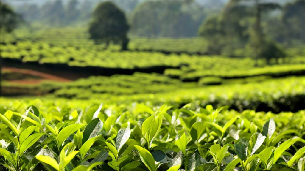 Ceylon Tea Fertilizer Sustainability - Love Ceylon Tea